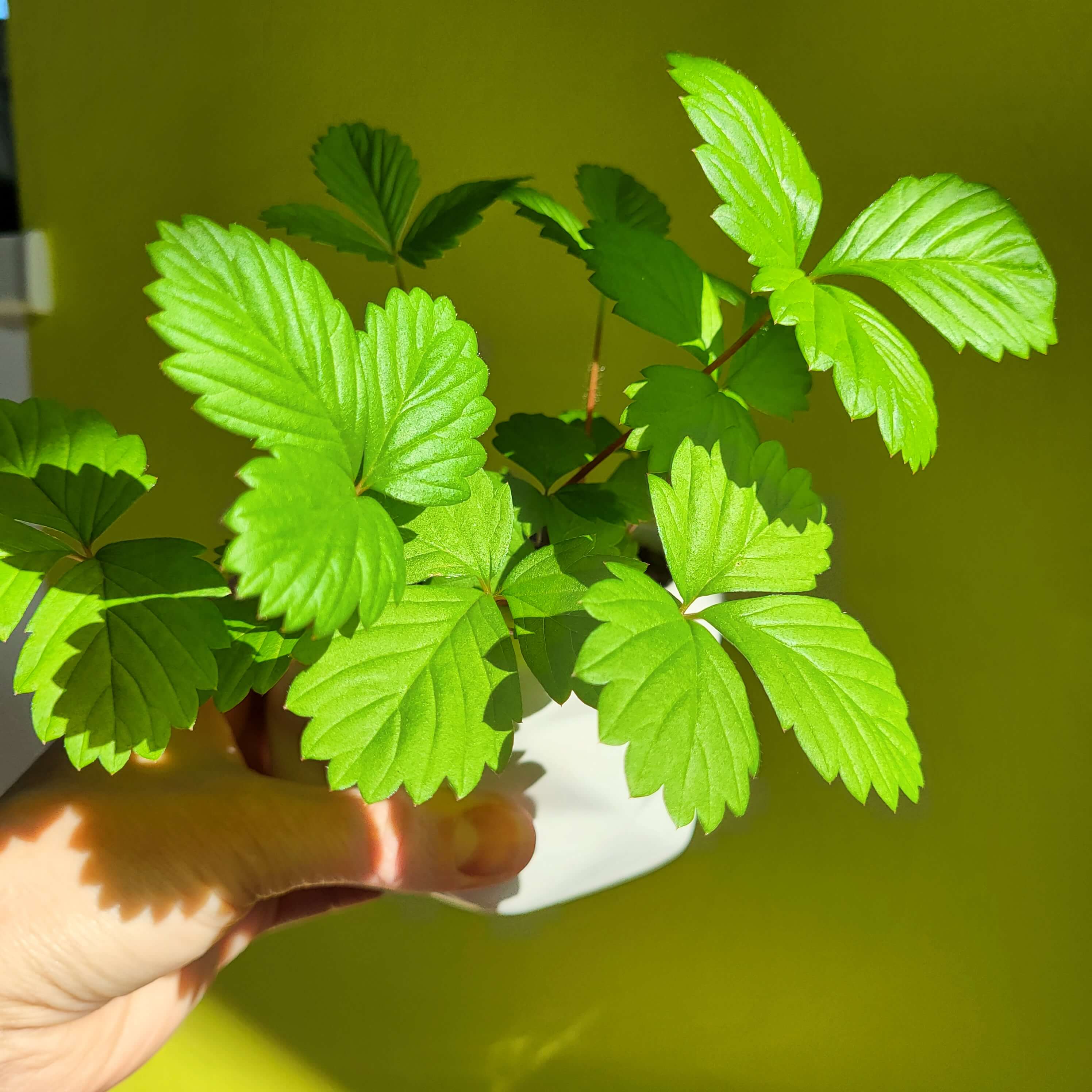 Growing strawberries in a container and what are the advantages ...